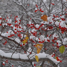 Hawthorn Tree Winter