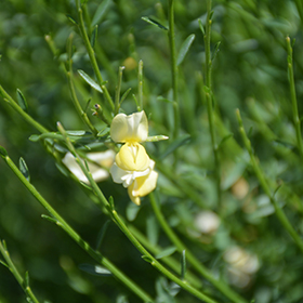 Moonlight Scotch Broom