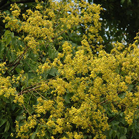Yellow Flowering Trees Utah Here's Some Arrowleaf Balsam Root Flowers
